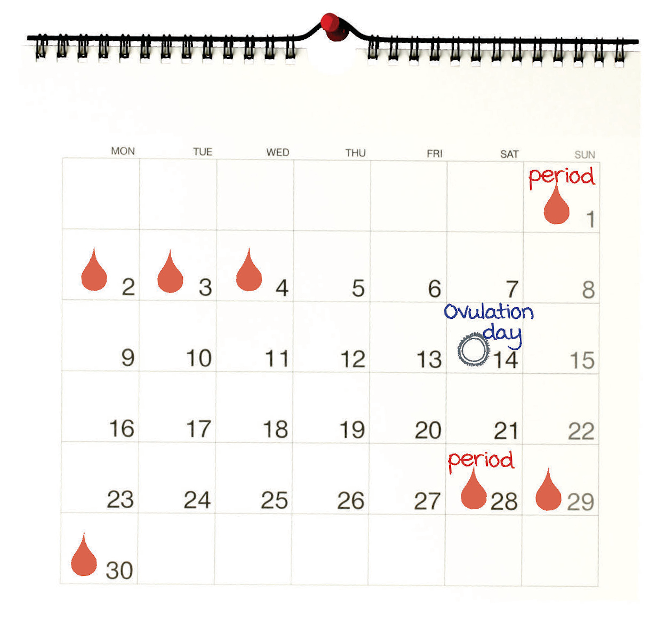 Know Your Health - Fertility | Family Planning NSW